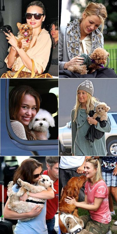 Acasă - Vedete iubitoare de catei - GALERIE FOTO