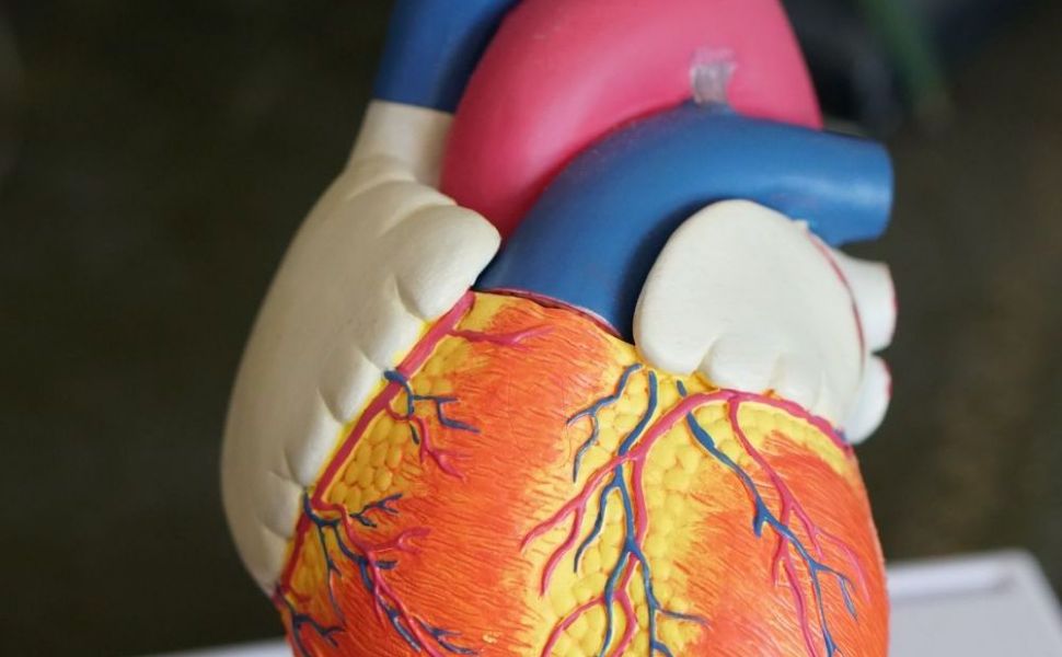 Principalele semne ale bolilor de inimă | doctordebine.ro