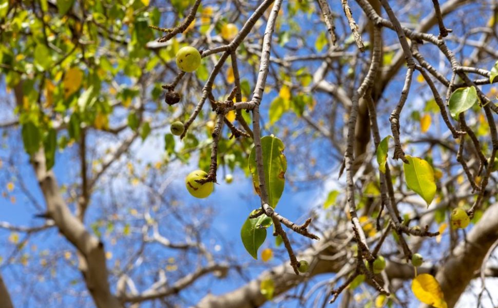Merișorul morții ! Acesta este pomul pe care dacă-l atingi, mori: Cum ...