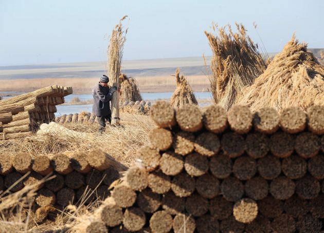 Stuful din Delta, cautat de strainii cu bani. La noi, doar saracii mai ...