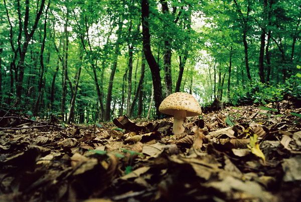 Codrul nu mai este frate cu romanul. Cum a ajuns aurul verde al tarii ...