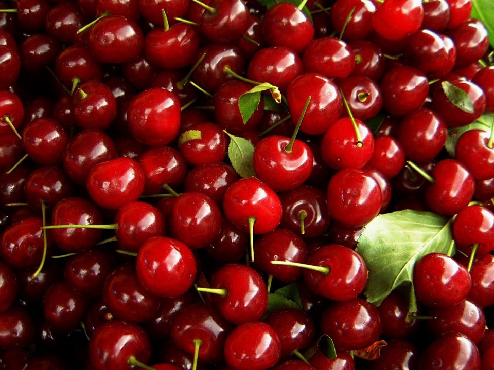 Ciresele romanesti de mai pleaca aproape toate la export. 10.000 de ...