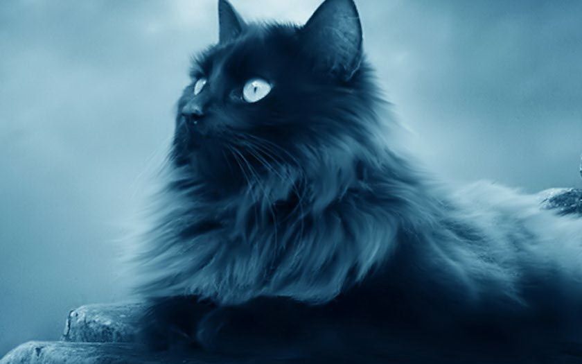 Iranul se pregateste sa trimita in spatiu o pisica persana | iBani ...