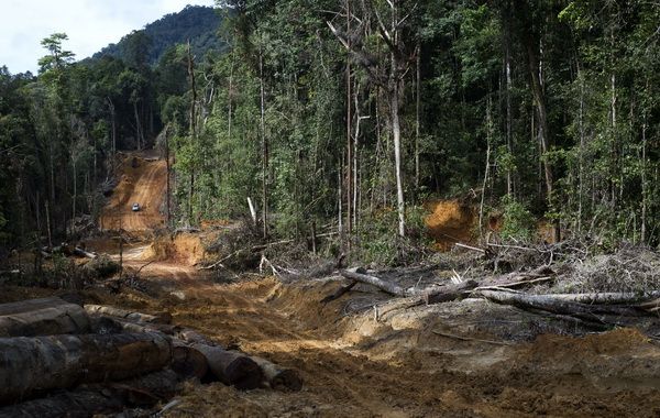Avem paduri doar pe hartie. Peste 70 de hectare de stejari lipsesc cu ...