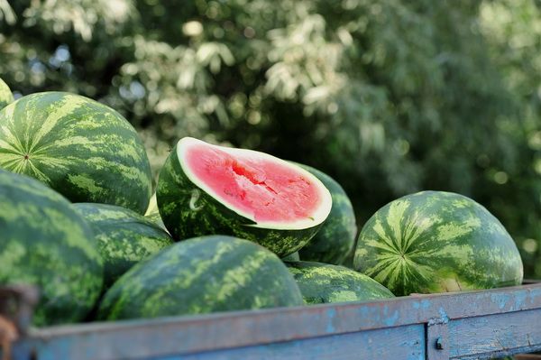 Pepenii de Dabuleni au invadat pietele din tara. Se livreaza zilnic 200 ...