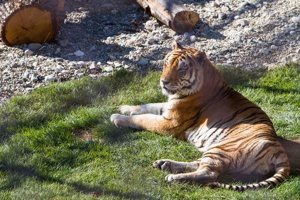Proiectul de 77 de mil. euro care va transforma Zoo Baneasa in parc ...
